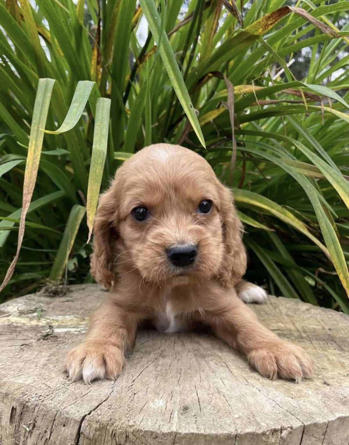 Cocker Spaniel Caramelo Con Blanco - Mascotas Medellin
