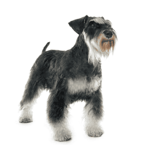 Criadero Schnauzer Medellín ★ | Precios Desde 1.7M.
