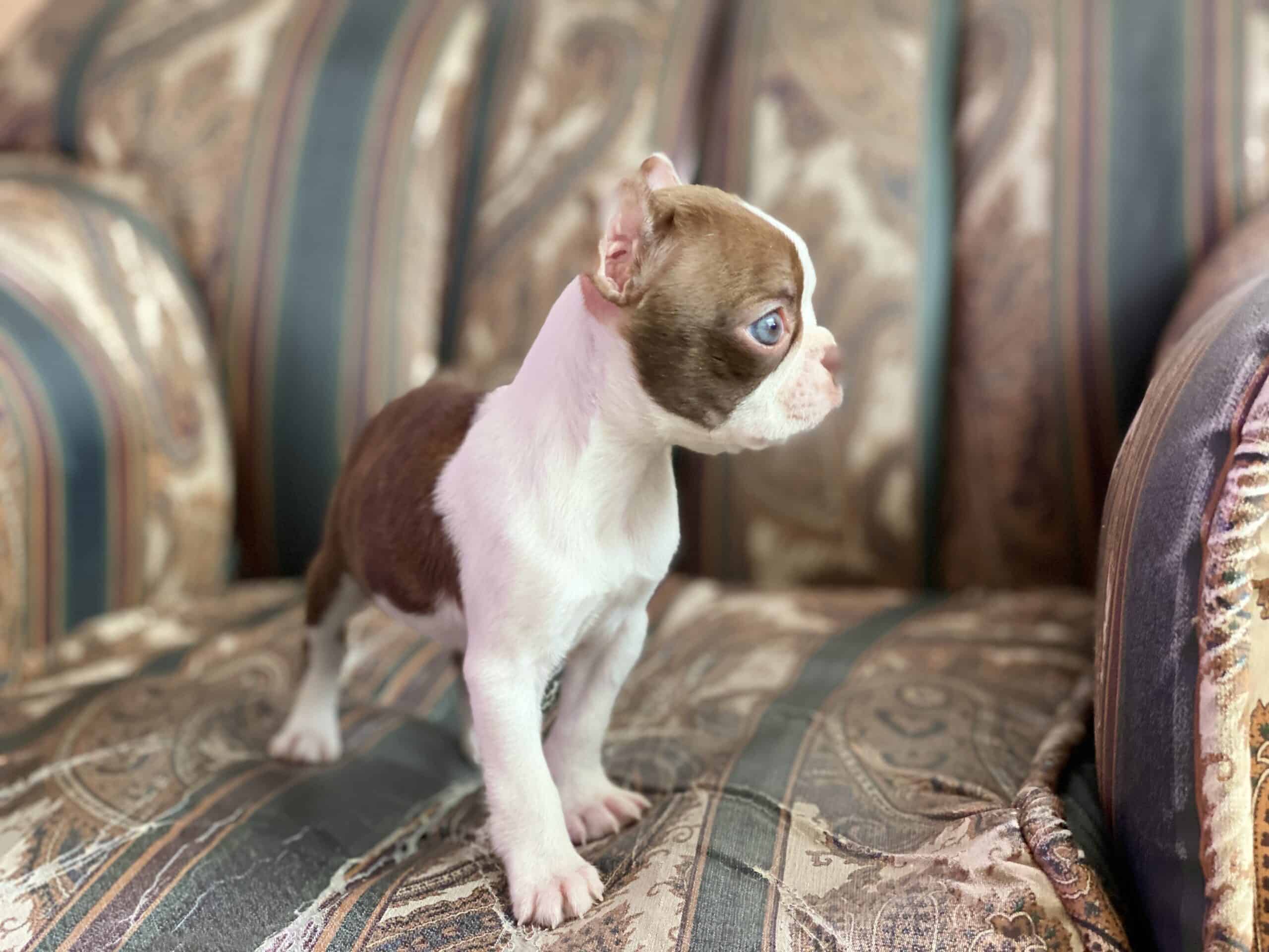 Boston Terrier ★ | La Mejor Tienda Para Comprar Tu Mascota.