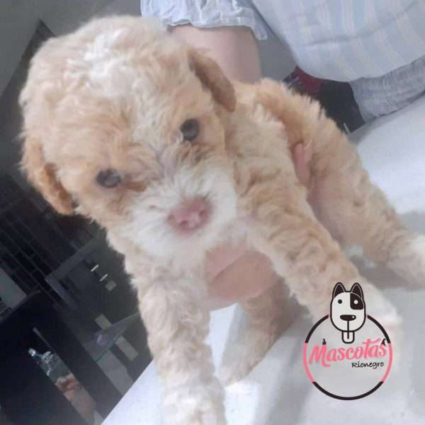 French Poodle Minitoy ★| El Mejor Precio Colombia