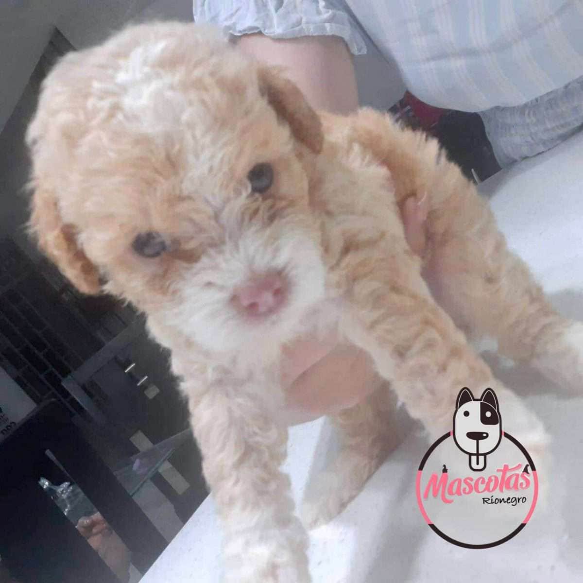 French Poodle Minitoy ★| El Mejor Precio Colombia