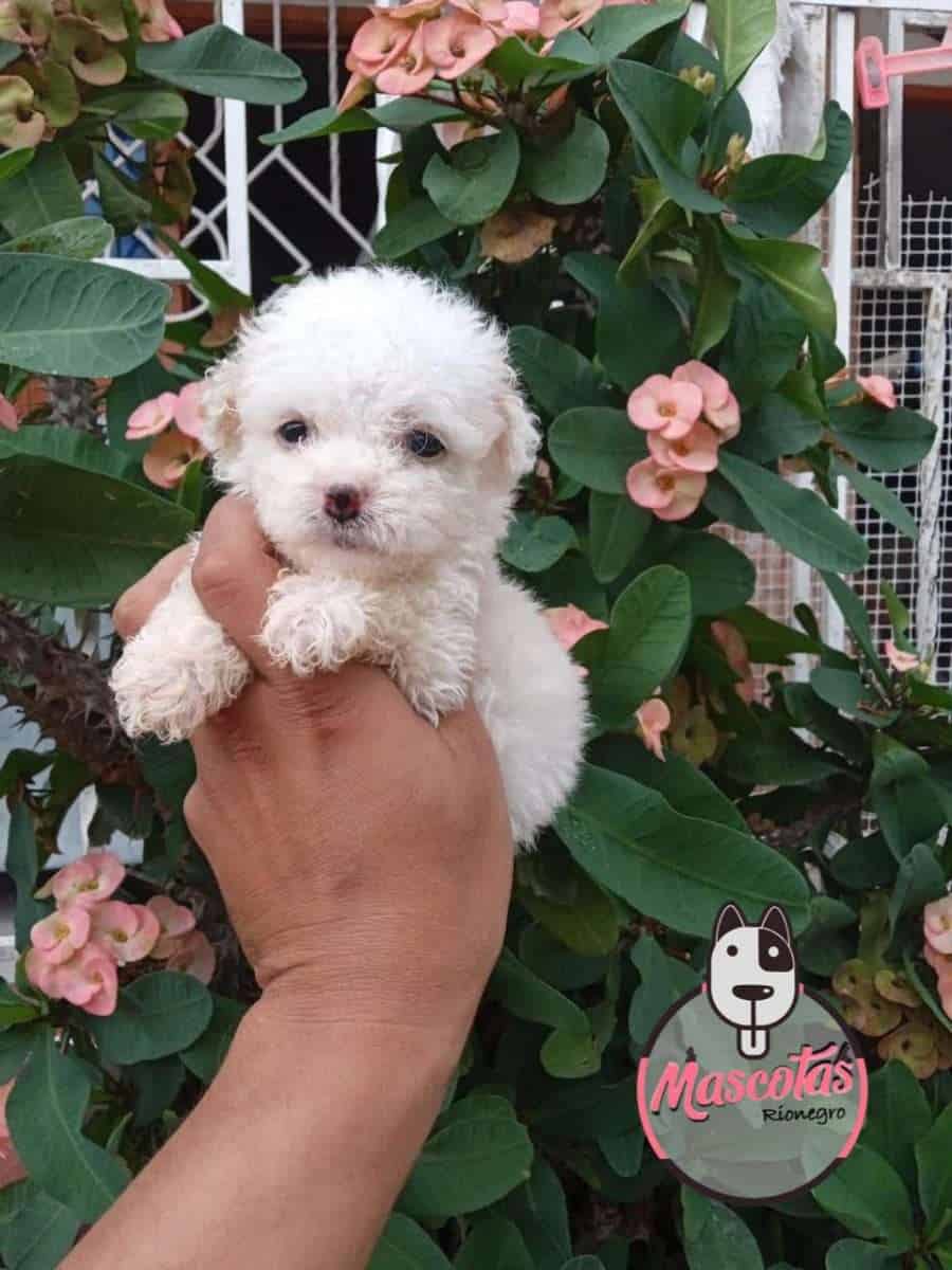 French Poodle Minitoy ★| El Mejor Precio Colombia