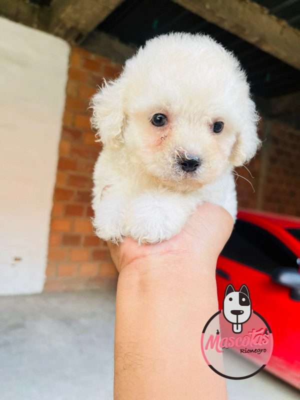 French Poodle Minitoy ★| El Mejor Precio Colombia