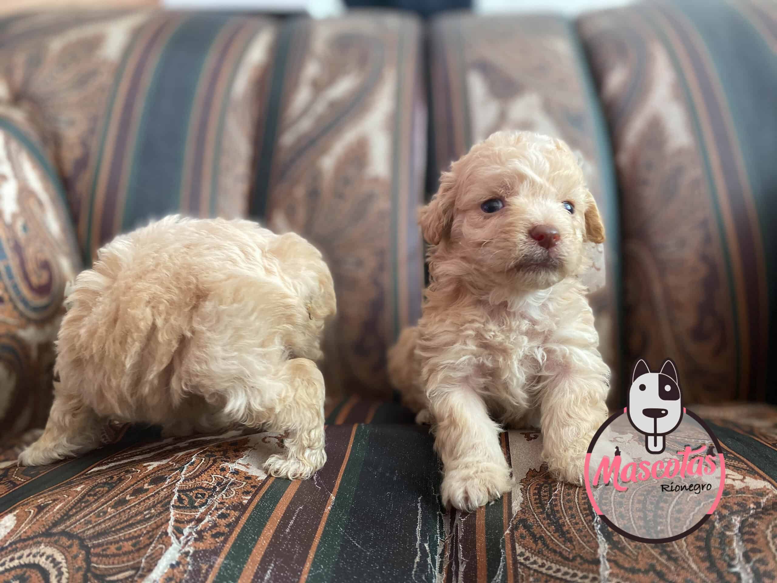 French Poodle Minitoy ★| El Mejor Precio Colombia