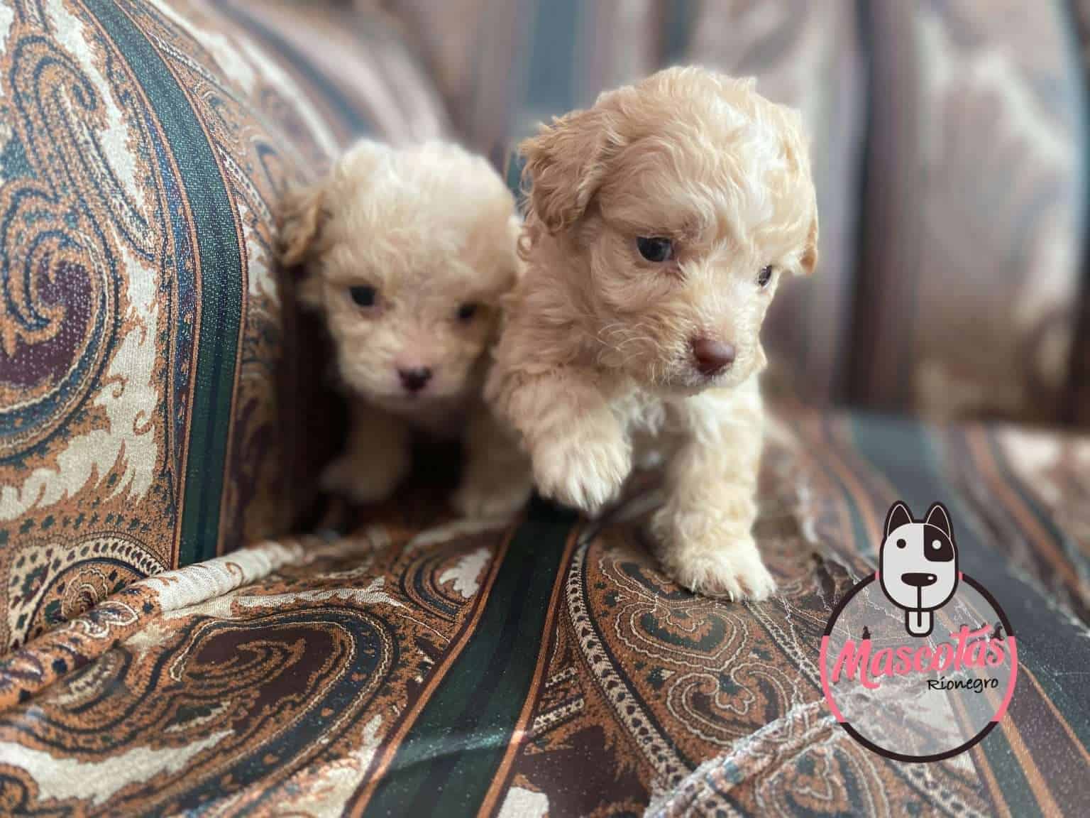 French Poodle Minitoy ★| El Mejor Precio Colombia