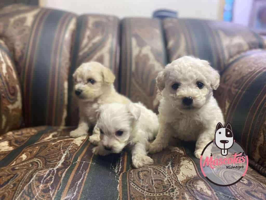 French Poodle Minitoy ★| El Mejor Precio Colombia