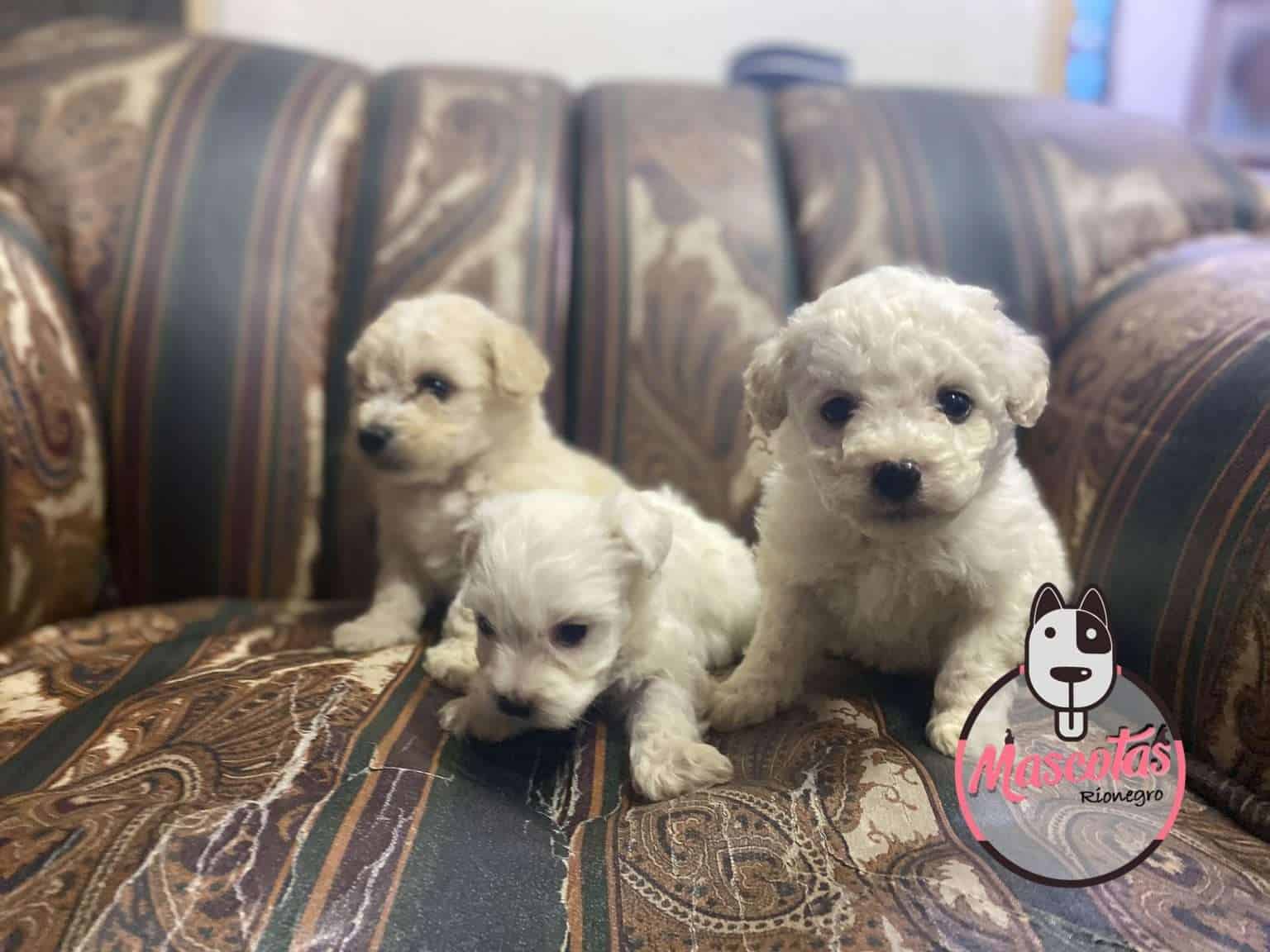 French Poodle Minitoy ★| El Mejor Precio Colombia