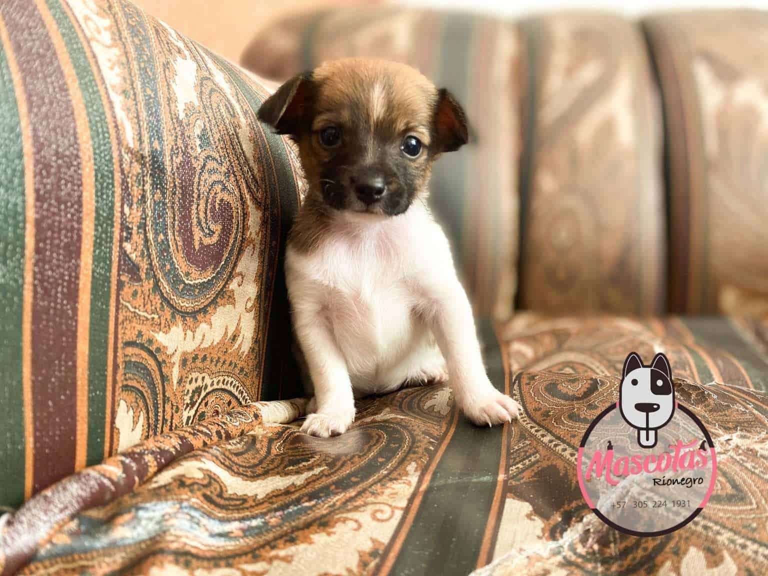 Pincher Miniatura ★ | La Mejor Tienda Para Comprar Tu Mascota.