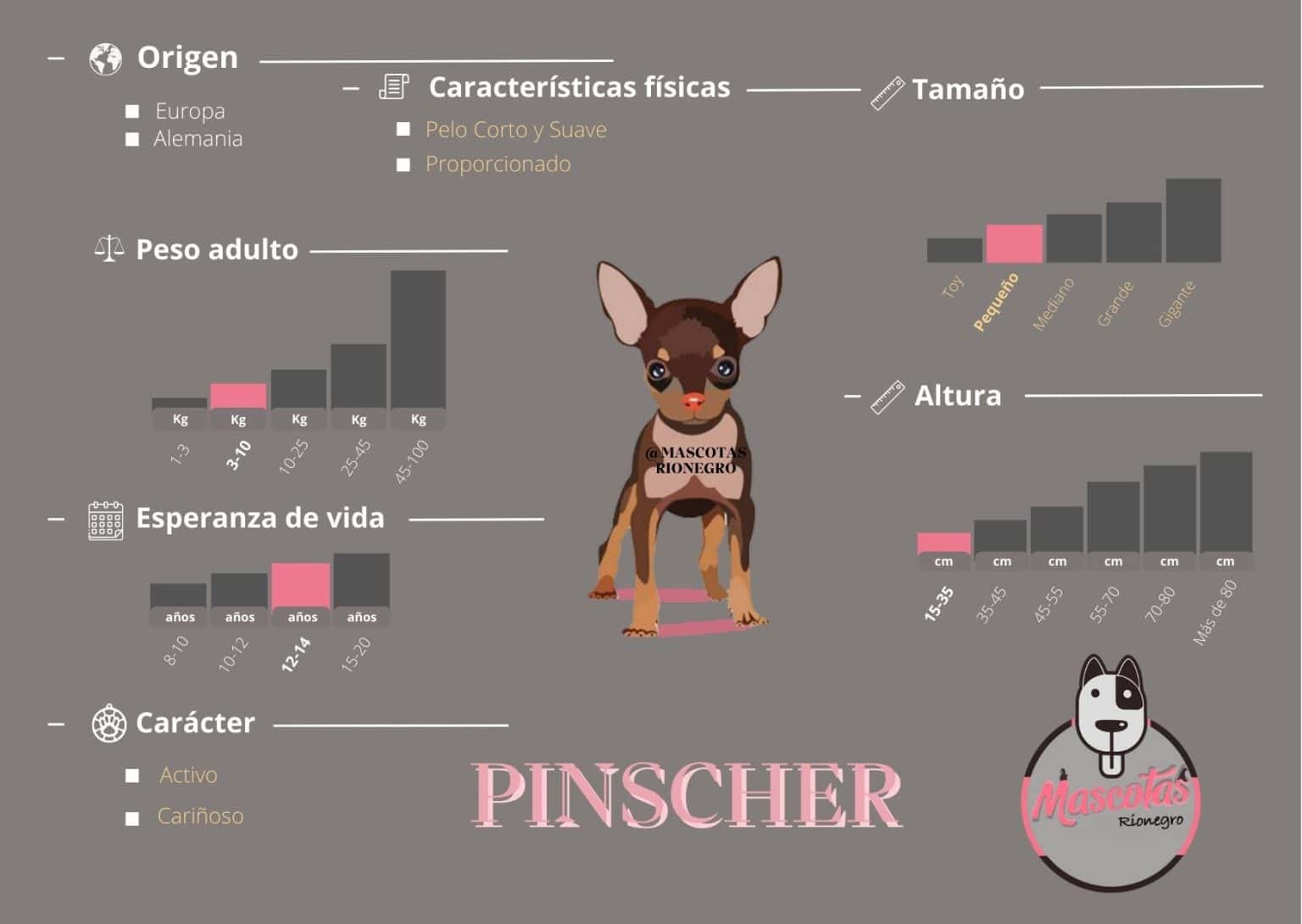 Cocker Spaniel ★ | El Mejor Criadero Para Comprar Tu Mascota.
