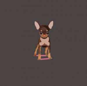 Pincher Miniatura ★ | La Mejor Tienda Para Comprar Tu Mascota.