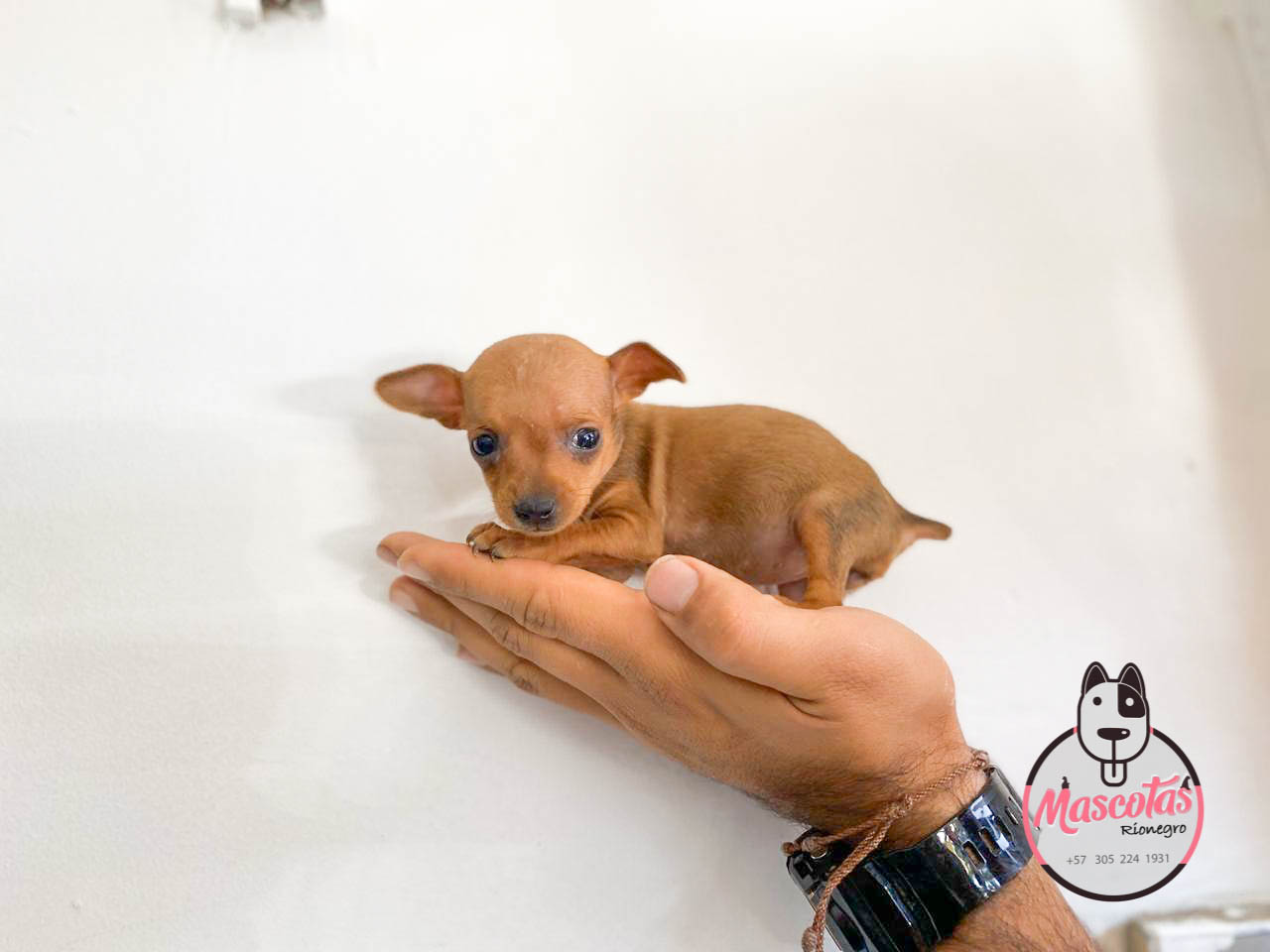 Pincher Miniatura ★ | La Mejor Tienda Para Comprar Tu Mascota.