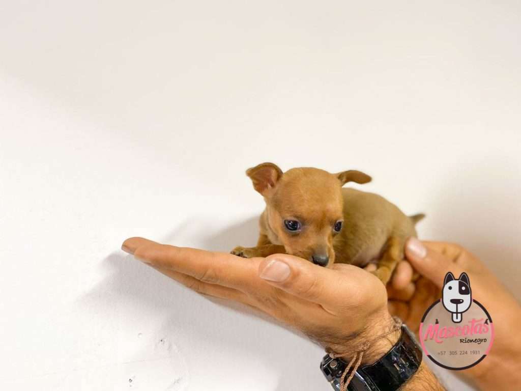 Pincher Miniatura ★ | La Mejor Tienda Para Comprar Tu Mascota.