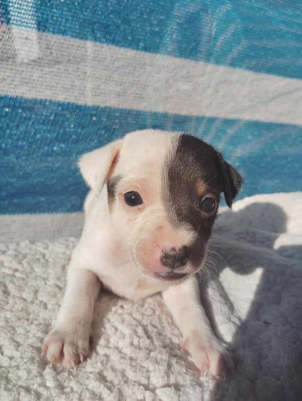 Fox Terrier Mini ★ | La Mejor Tienda Para Comprar Tu Mascota.