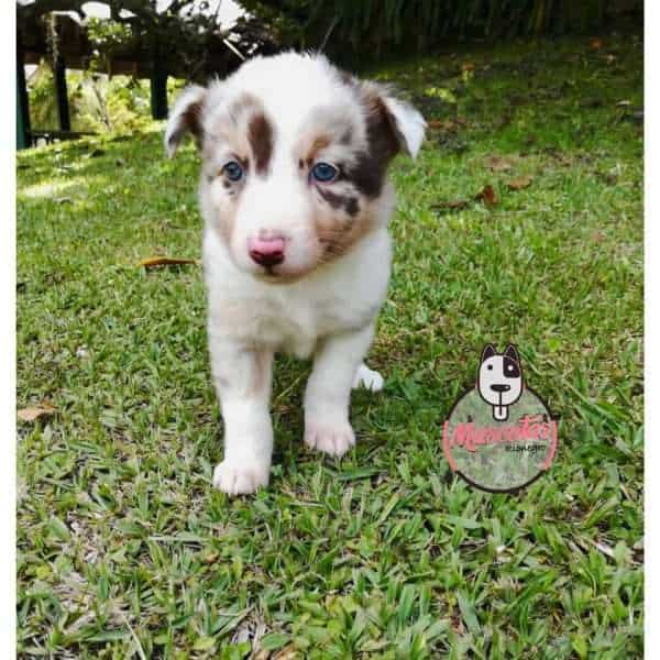 Criadero Border Collie En Medellín: Precios Y Consejos