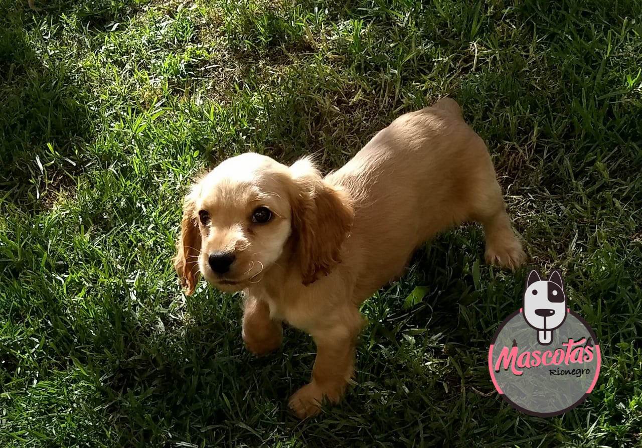 Cocker Spaniel ★ | El Mejor Criadero Para Comprar Tu Mascota.