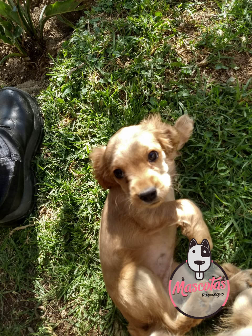 Cocker Spaniel ★ | El Mejor Criadero Para Comprar Tu Mascota.