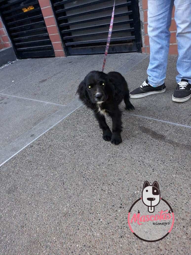 Cocker Spaniel ★ | El Mejor Criadero Para Comprar Tu Mascota.