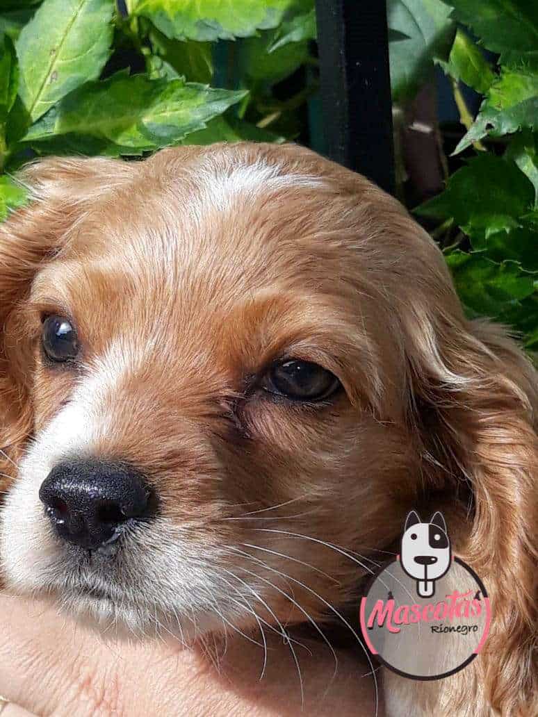 Cocker Spaniel ★ | El Mejor Criadero Para Comprar Tu Mascota.