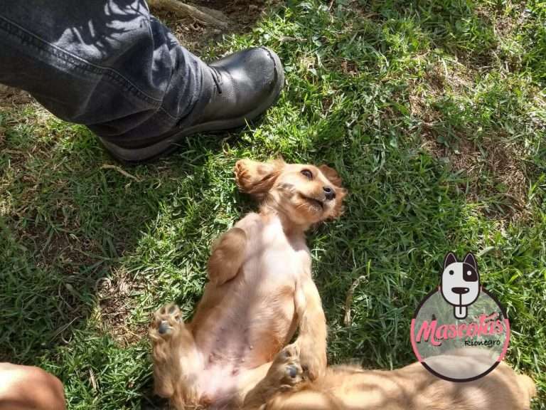 Cocker Spaniel ★ | El Mejor Criadero Para Comprar Tu Mascota.