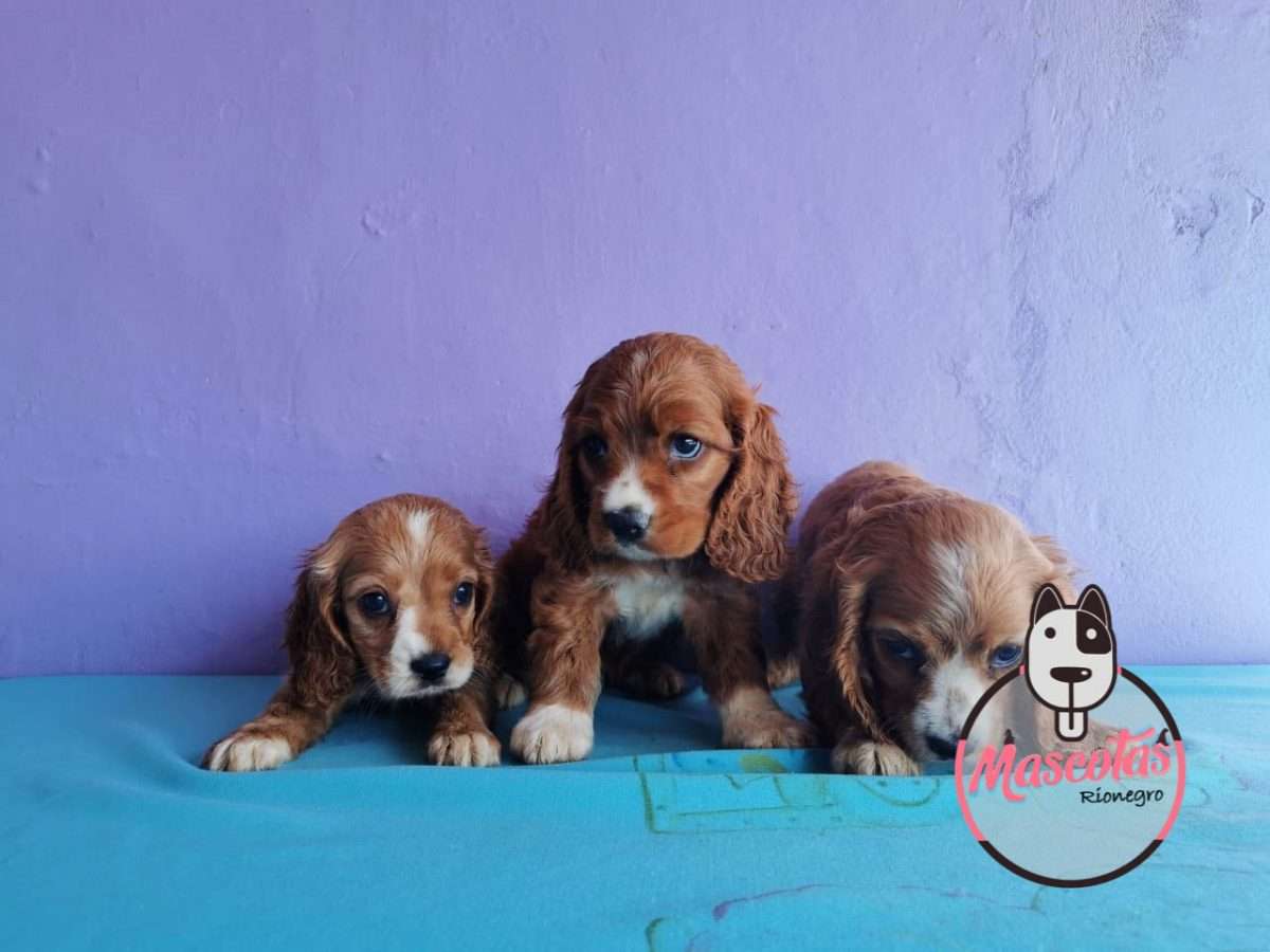 Cocker Spaniel ★ | El Mejor Criadero Para Comprar Tu Mascota.