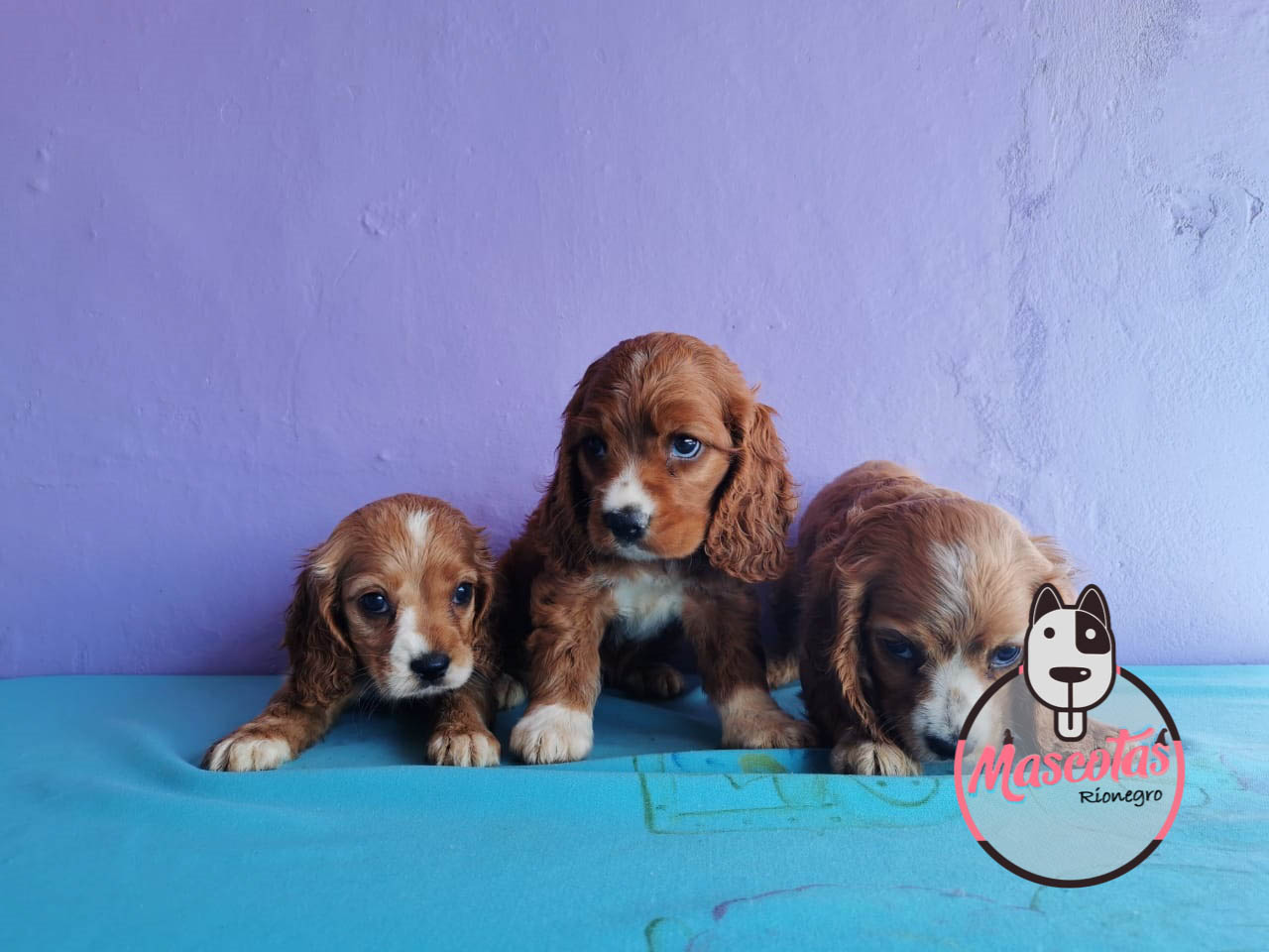 Cocker Spaniel ★ | El Mejor Criadero Para Comprar Tu Mascota.