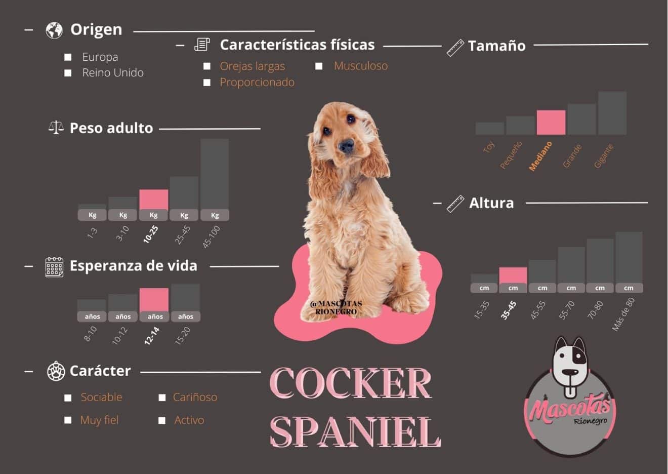 Cocker Spaniel ★ | El Mejor Criadero Para Comprar Tu Mascota.