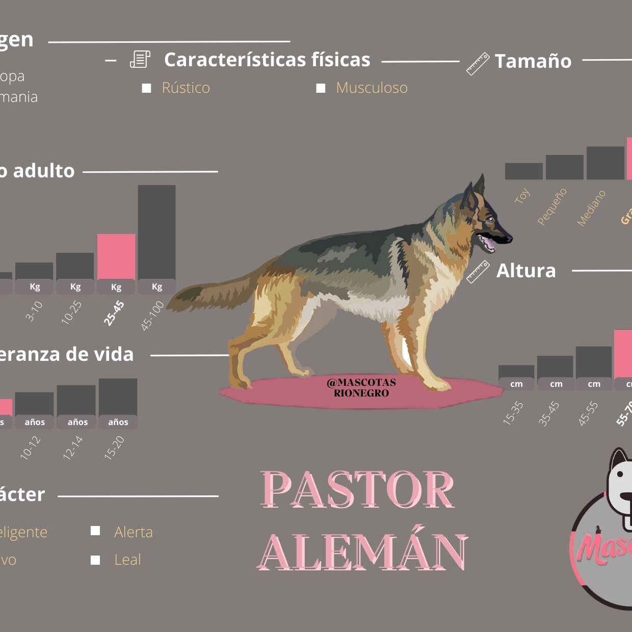 Son Perros Alemanes De Pelo Corto Buenos Perros De Familia