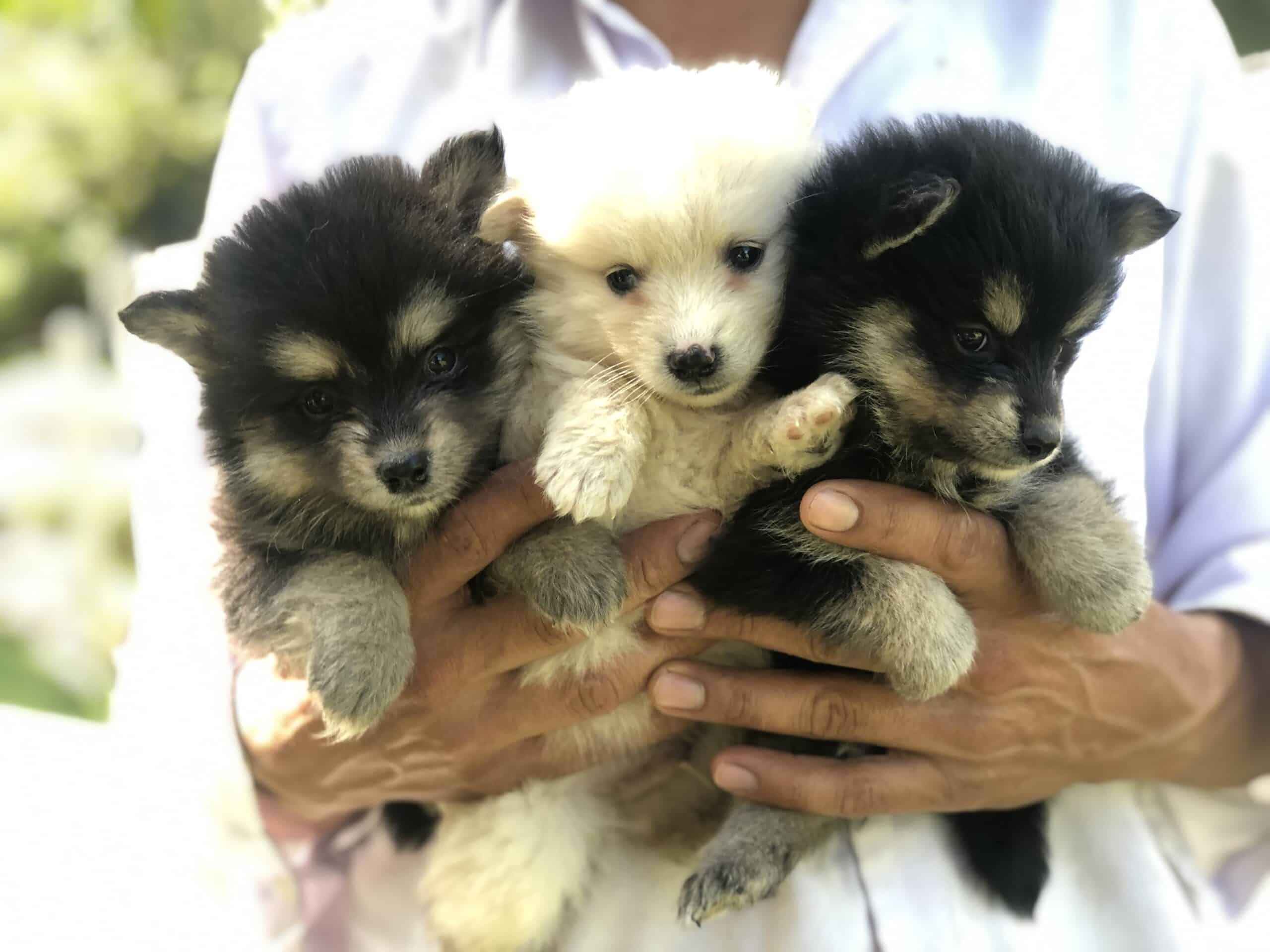 Espectaculares Pomsky ★| El Mejor Precio Colombia