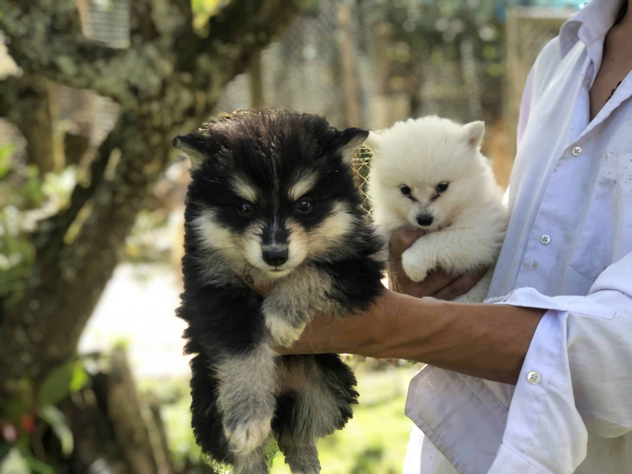 Espectaculares Pomsky ★| El Mejor Precio Colombia