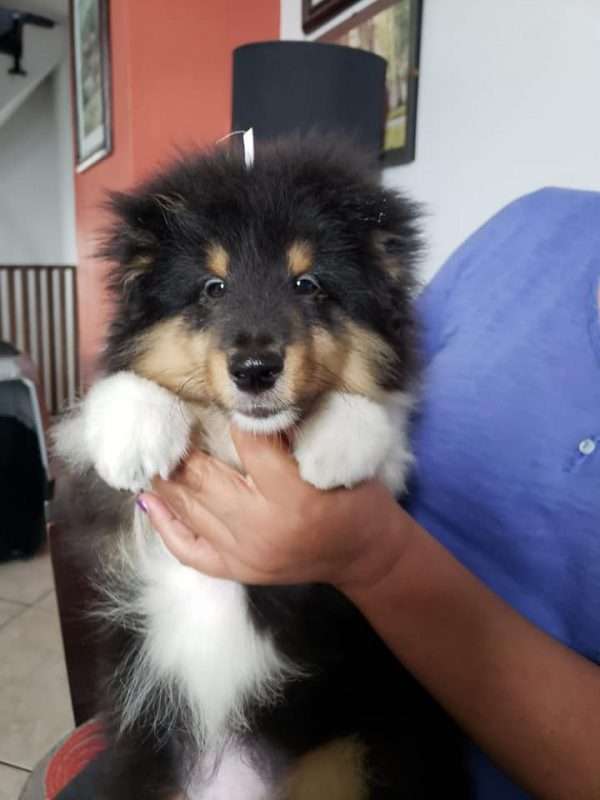 Pastor Shetland ★ | El Mejor Criadero Para Comprar Tu Mascota.