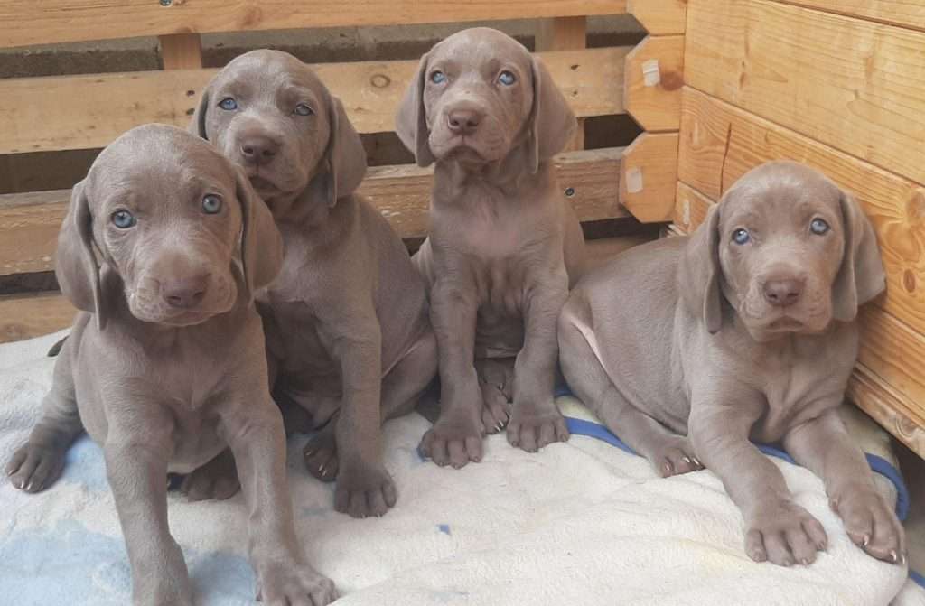 Weimaraner Precio ★ | El Mejor Criadero Medellín Colombia