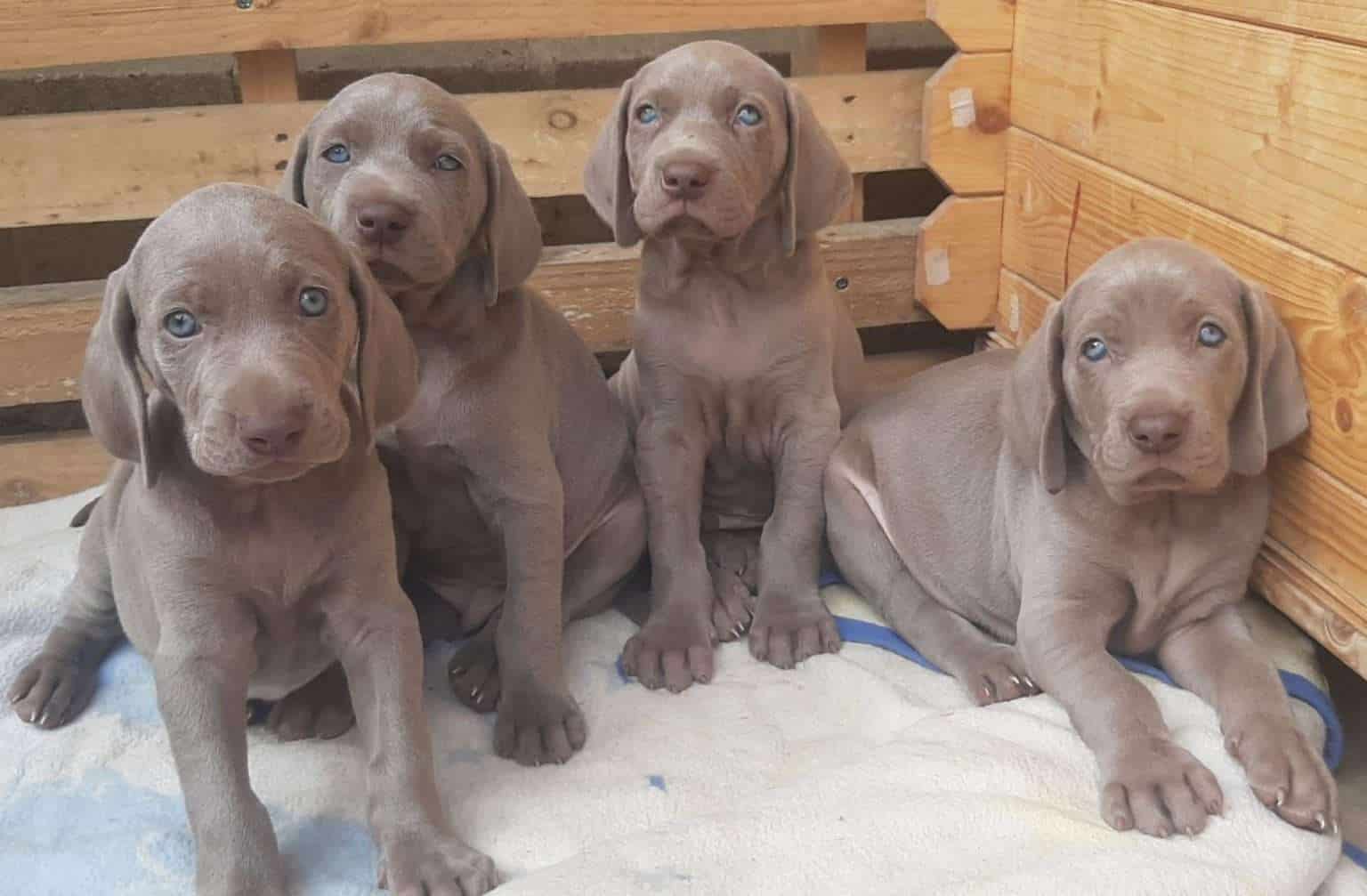 Weimaraner Precio ★ | El Mejor Criadero Medellín Colombia