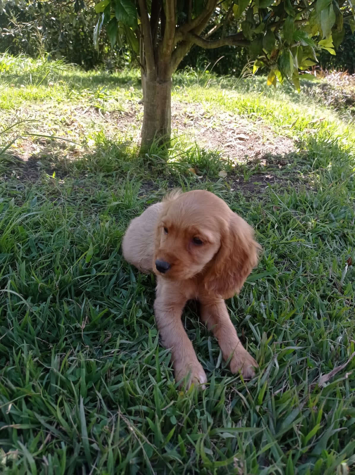 Precio Cocker Spaniel En Bogota - Mascotas Medellin