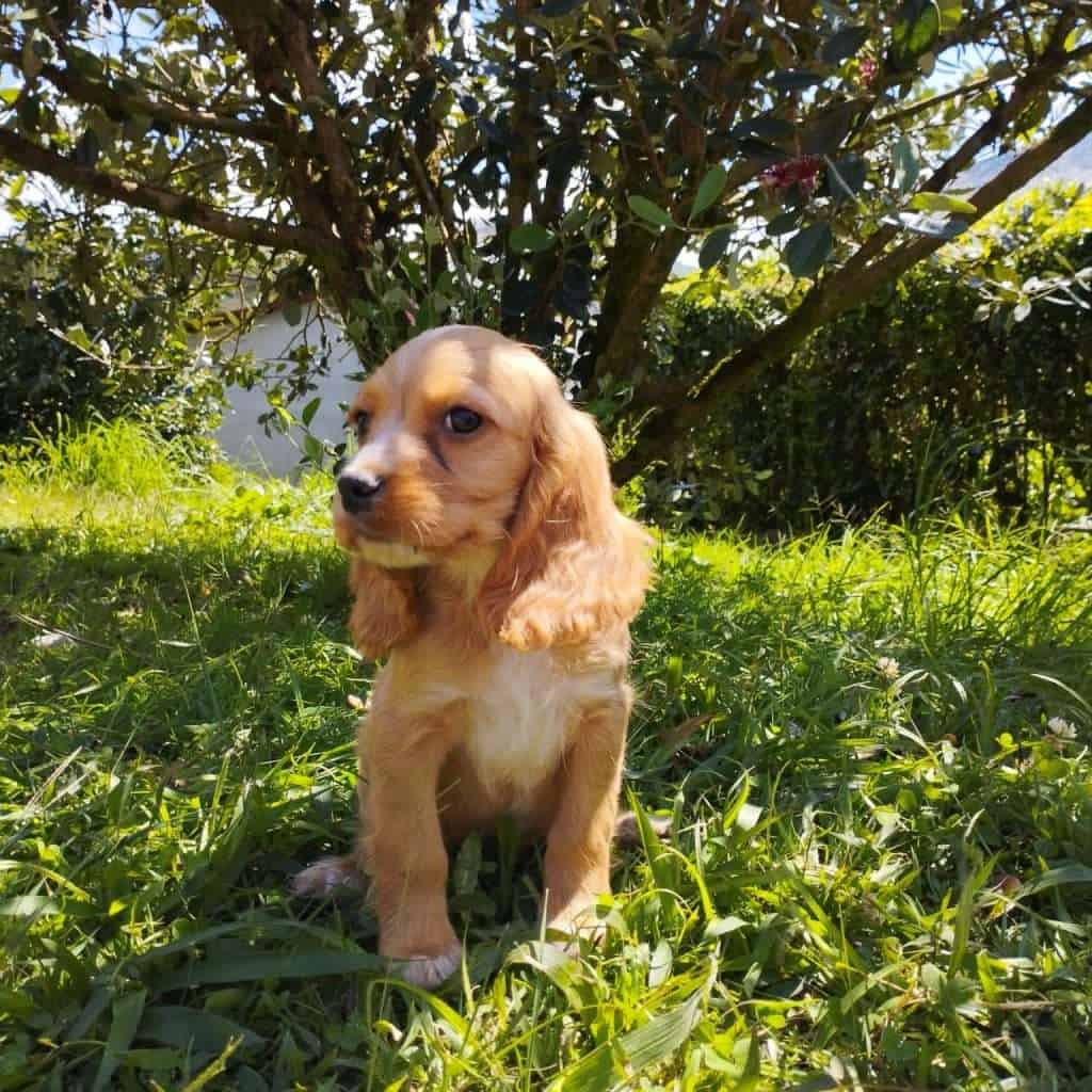 Precio Cocker Spaniel En Bogota - Mascotas Medellin