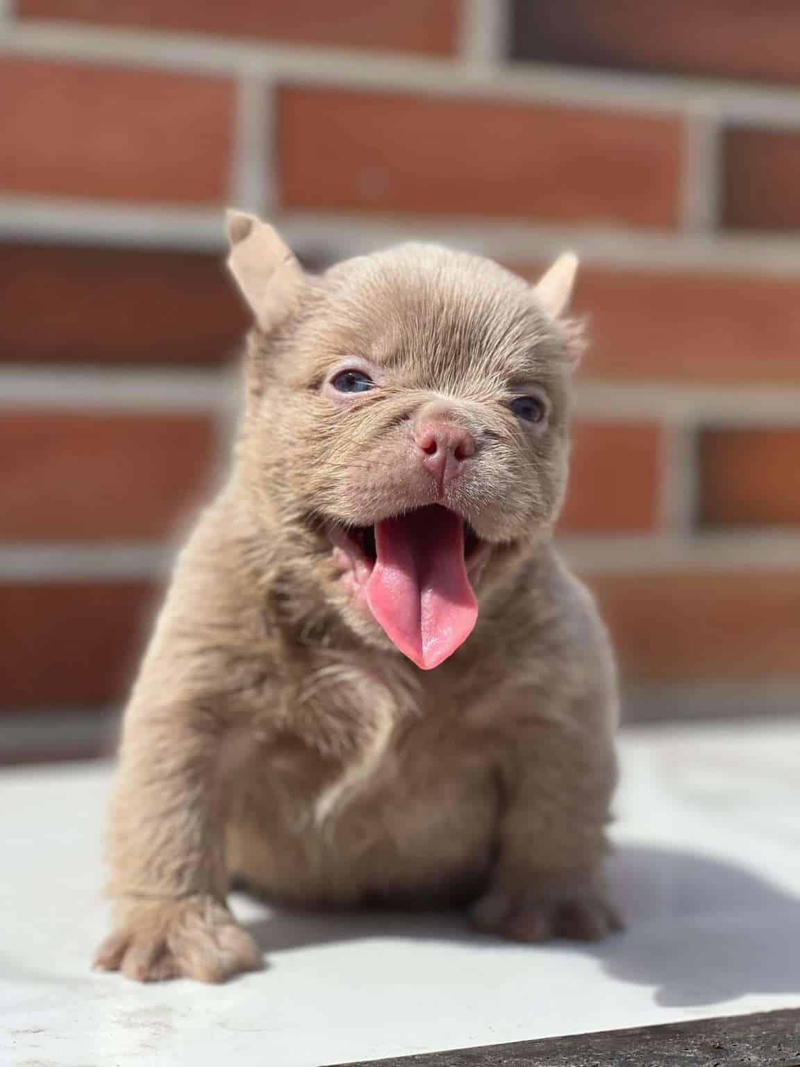 Comprar Perros Fluffy Isabela Mexico Envíos Internacionales