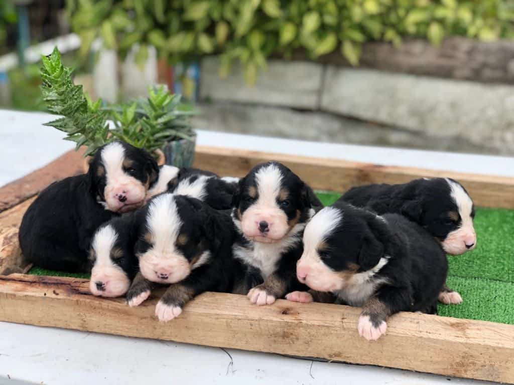 Venta De Perros Bernés De La Montaña Cartagena - Mascotas Medellin