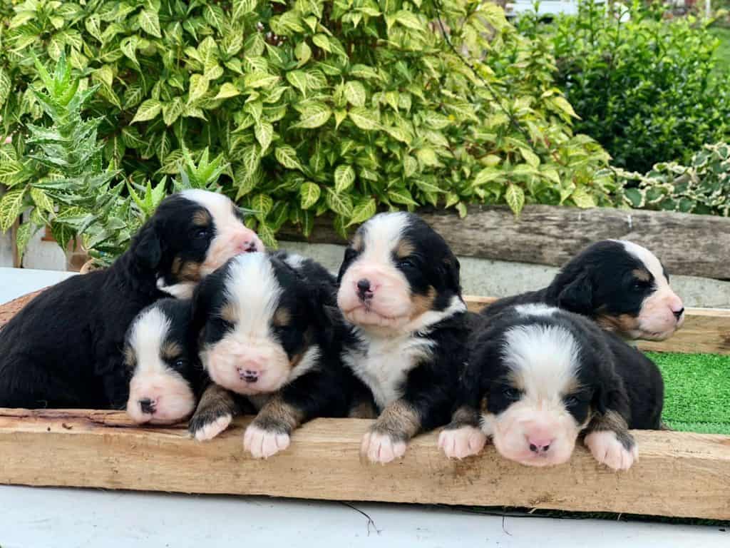 Venta De Perros Bernés De La Montaña Cartagena - Mascotas Medellin