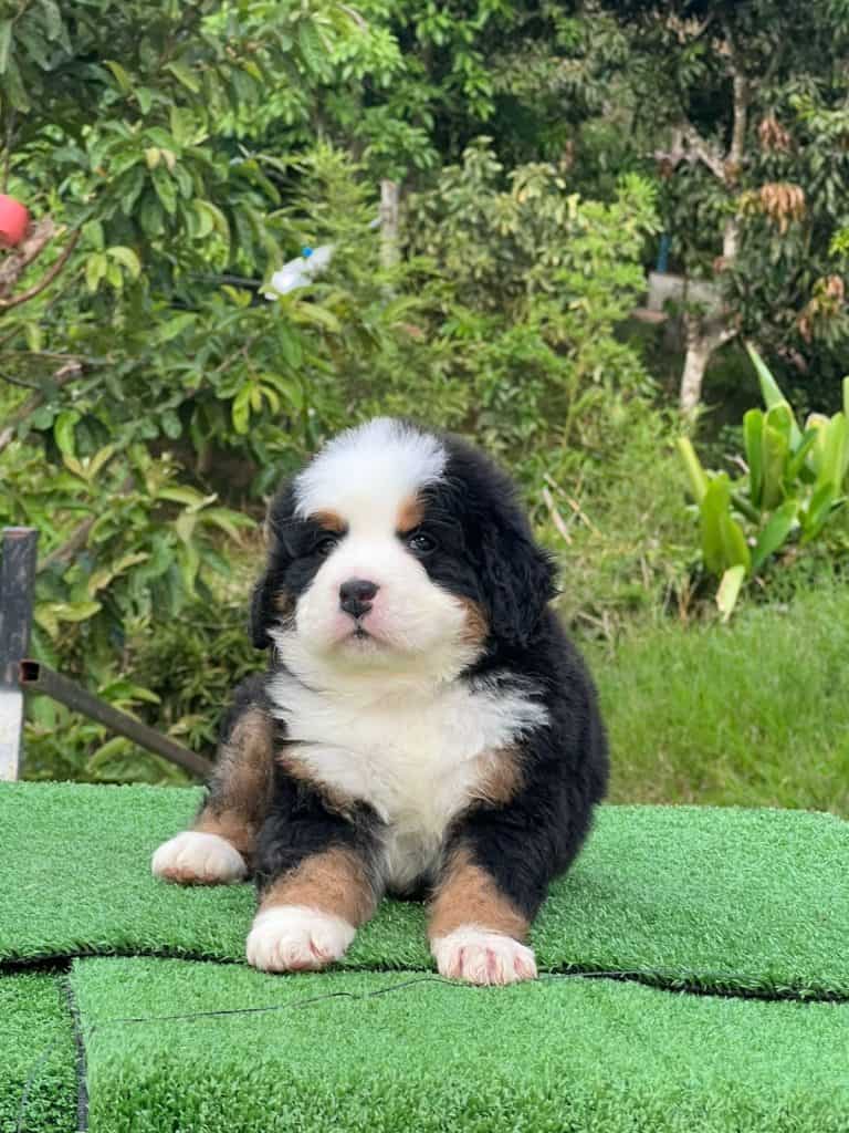 Precio Bernés De La Montaña En Valledupar - Mascotas Medellin