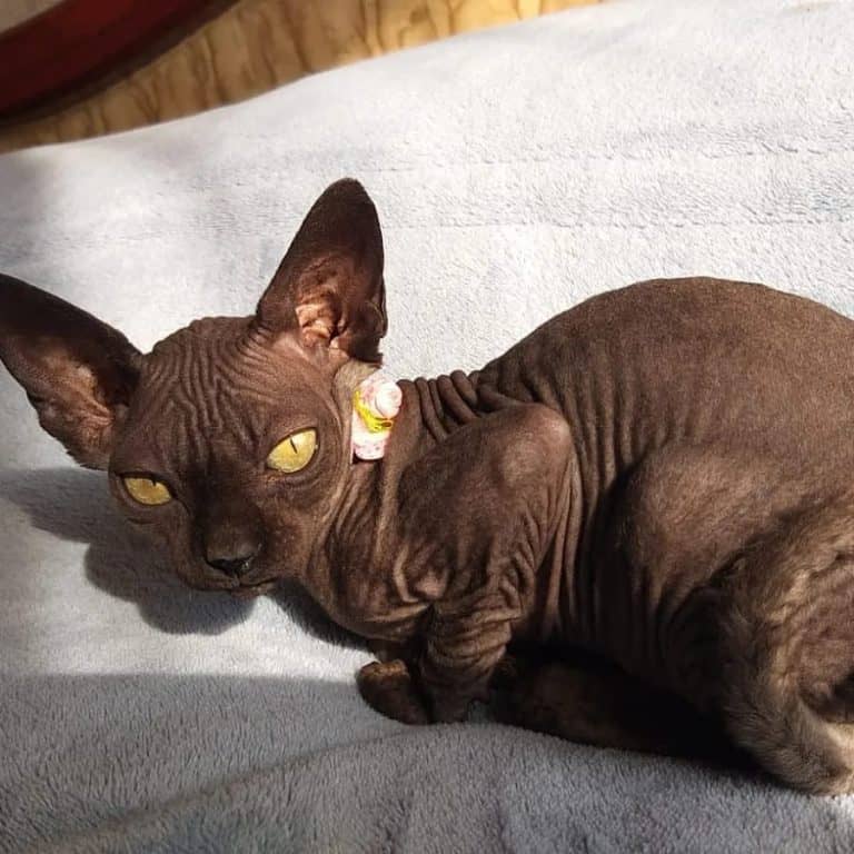 Comprar Gatos Gatos Esfinge Medellin