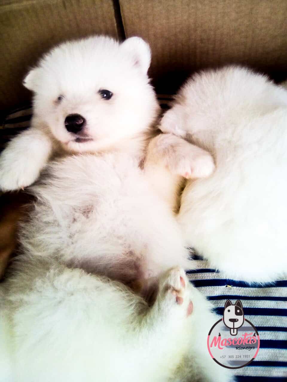 Samoyedo ★ | El Mejor Criadero Para Comprar Tu Mascota.