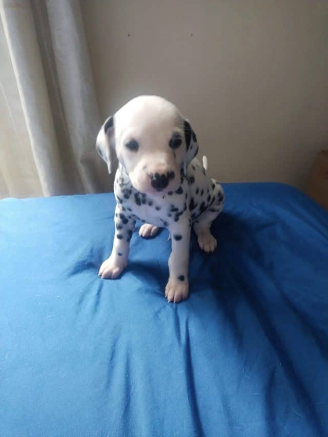 Criadero Dálmata Colombia ★| El Mejor Precio Colombia