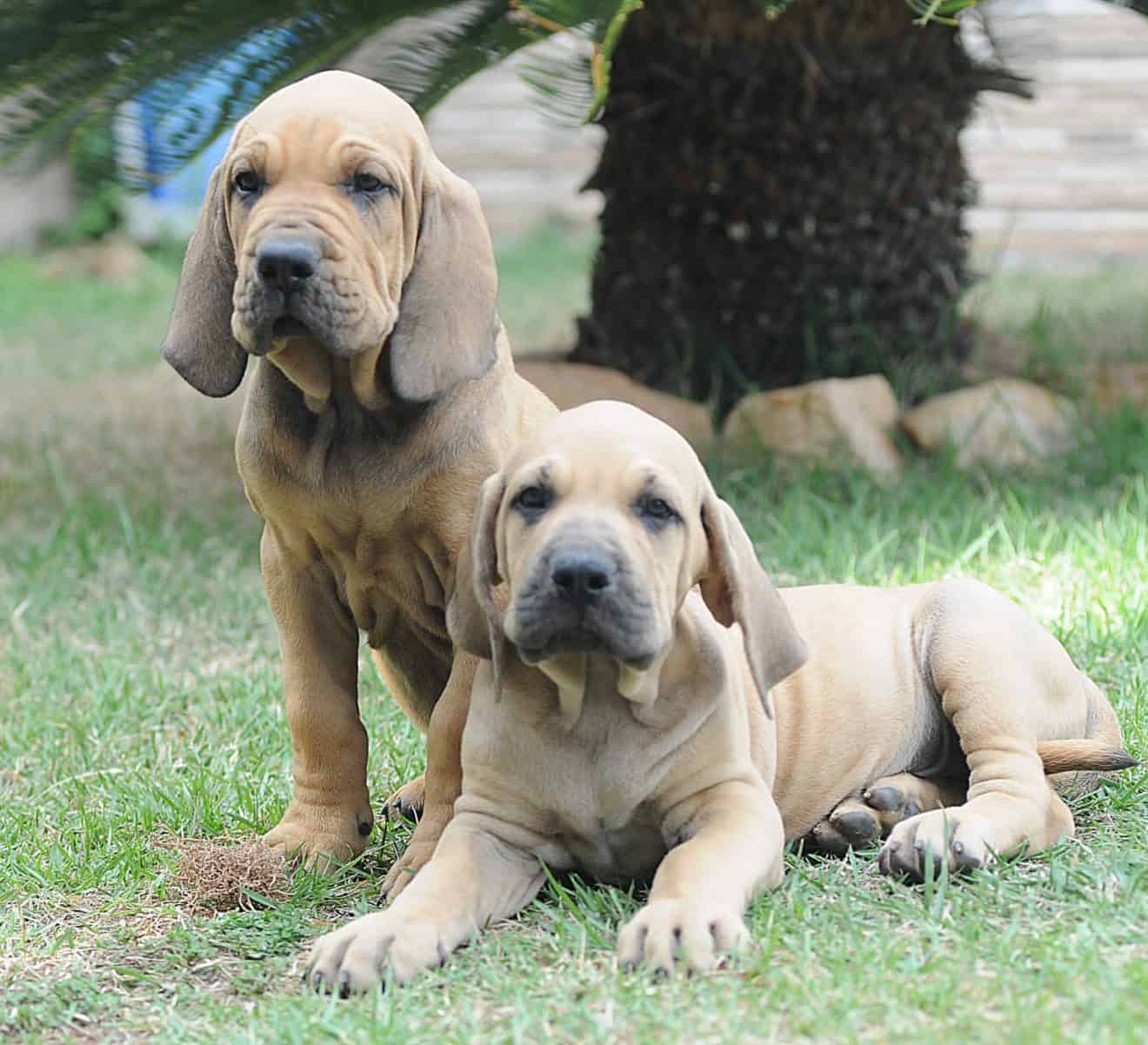 Criadero Fila Brasileiro En Colombia: Mejor Precio Garantizado