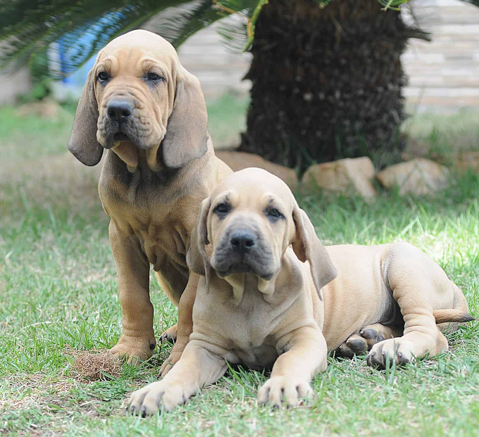 Criadero Fila Brasileiro ★| El Mejor Precio Colombia