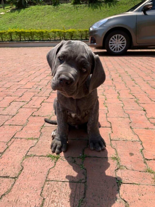 Criadero Mastín Napolitano - Mascotas Medellin