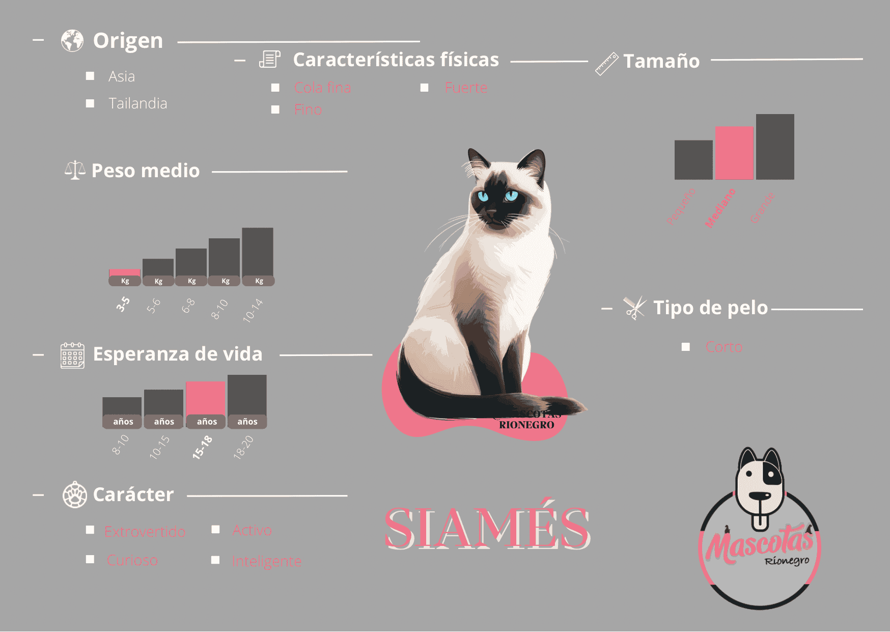 Criadero Gatos Persa