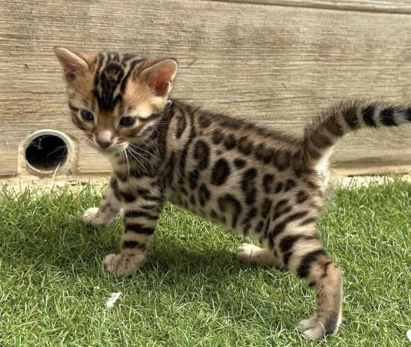 Criadero De Gatos Bengali: Calidad Y Precio Competitivo