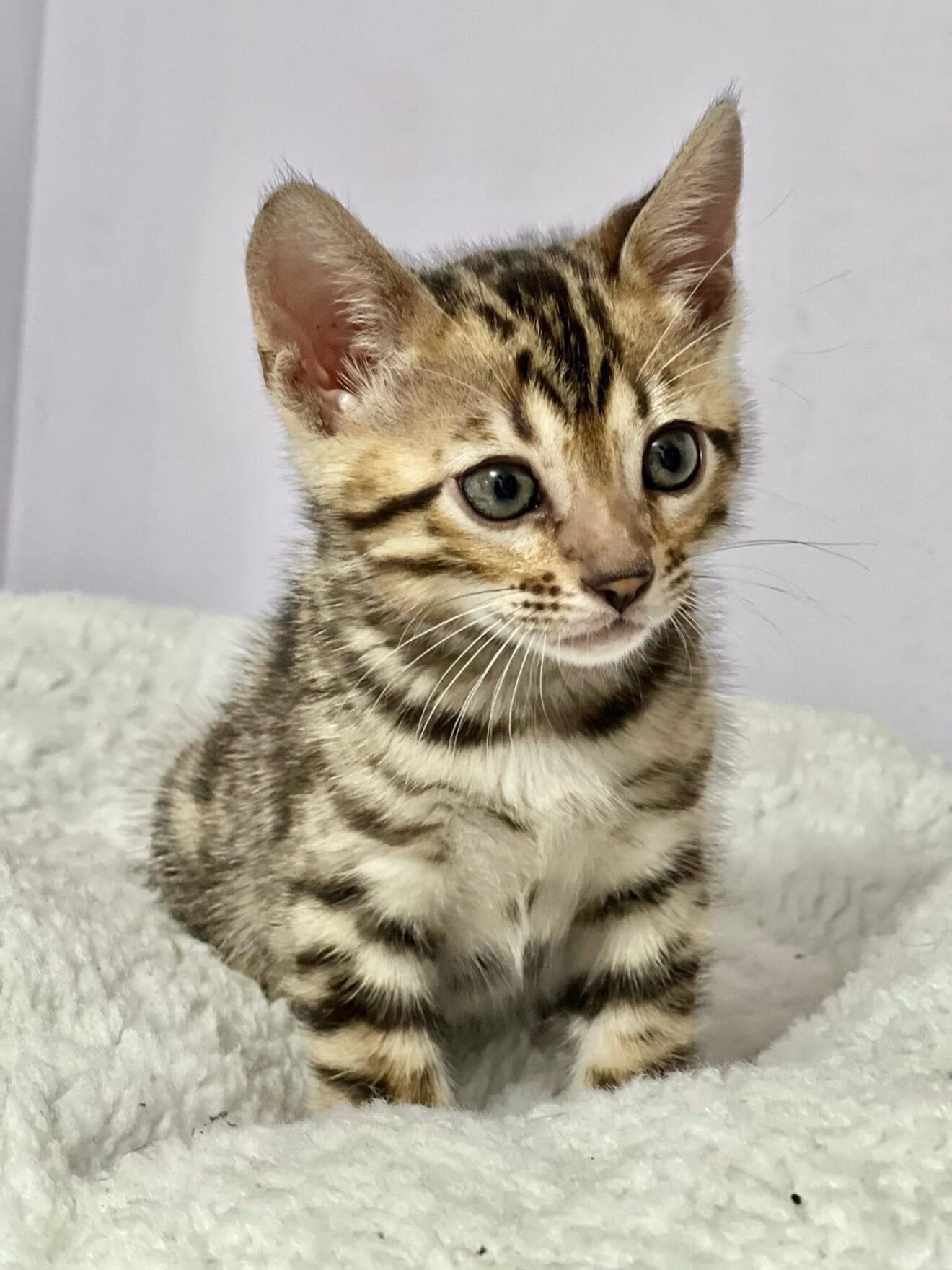 Criadero De Gatos Bengali: Calidad Y Precio Competitivo