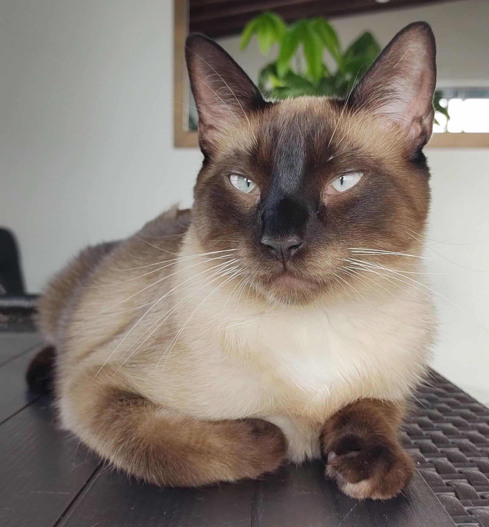 Criadero De Gatos Siames