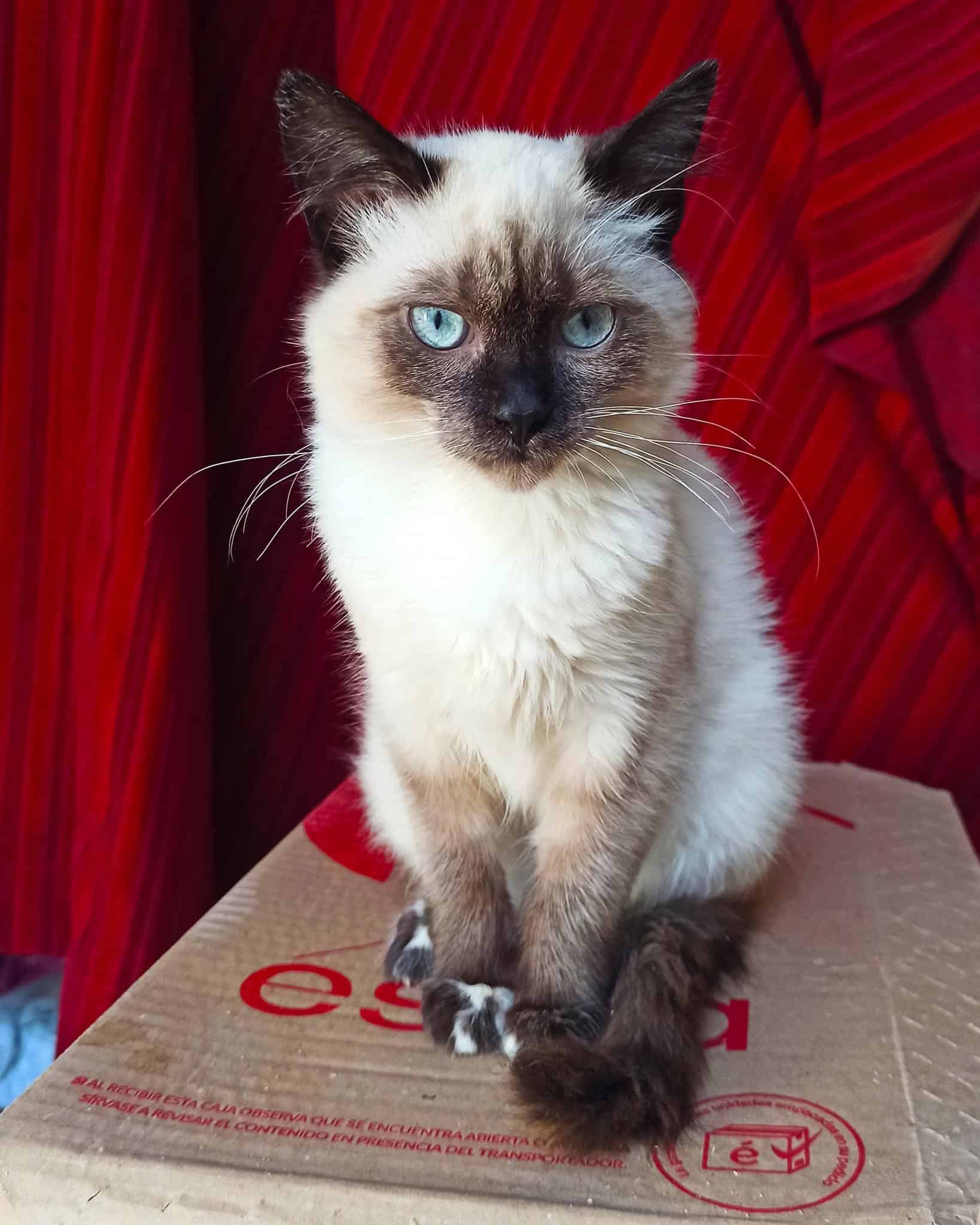 Criadero De Gatos Siames