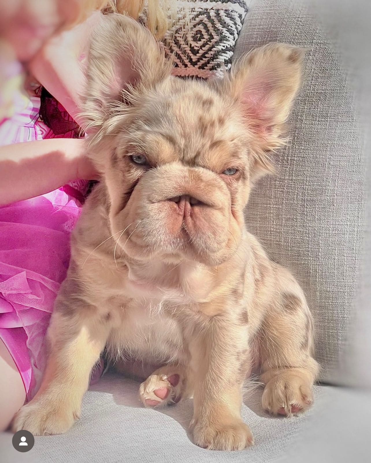 Criadero Bulldog Frances Fluffy Big Rope Precio Colombia